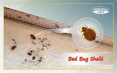 Bed Bug Shells Appearance Size Skins And Casings
