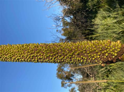 Xanthorrhoea Resinifera Grass Tree Indigigrow