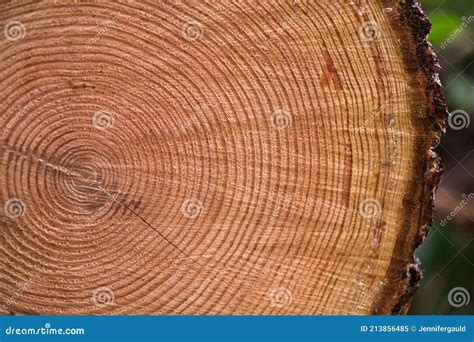 Close Up Of A Tree Ring Texture Stock Image Image Of Orange Core 213856485