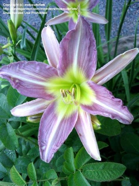 Plantfiles Pictures Daylily Aquamarine Hemerocallis By Mosquitoflats