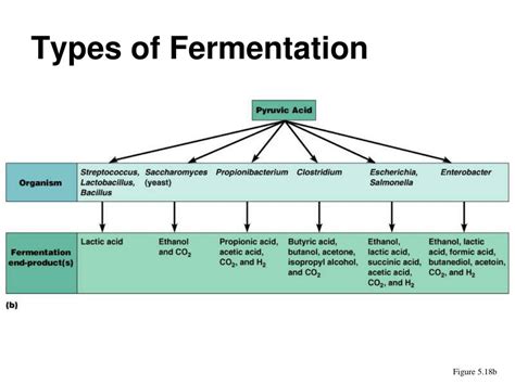 Ppt Microbial Diversity Powerpoint Presentation Free Download Id