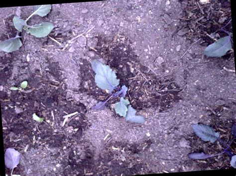 Feature Request Camera Manual Focus And Exposure Software Farmbot