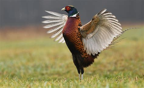 12 Fascinating Facts About Pheasants