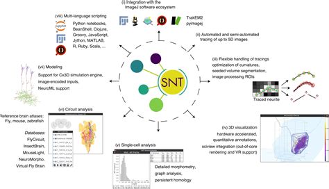 github morphonets snt the imagej framework for quantification of neuronal anatomy
