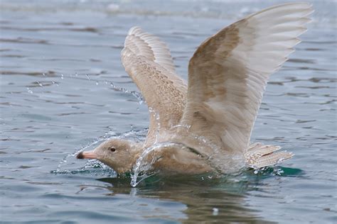 Чайка бургомистр 34 фото красивые фото и картинки Pofoto Club