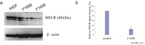 Western Blot Analysis A Western Blot Of Total Protein Extracts From