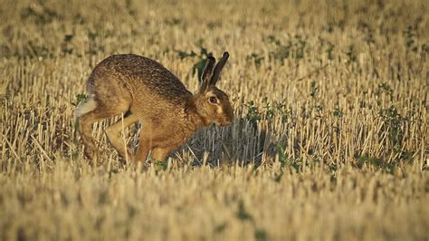 Firmware Windows 11 Startet Mit Coreboot Golem De