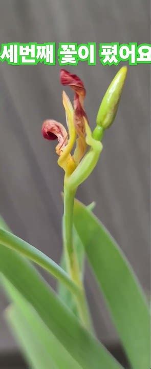 세번째꽃토종범부채꽃피고지고호랑이무늬 Youtube