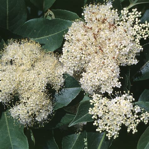 Viburnum Cassinoides Witherrod Viburnum Siteone
