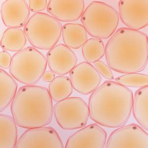 Finding The Sex Factor In Immunity