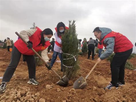义务植树添新绿 助力临汾生态美——市人社局开展义务植树主题党日活动 澎湃号·政务 澎湃新闻 The Paper