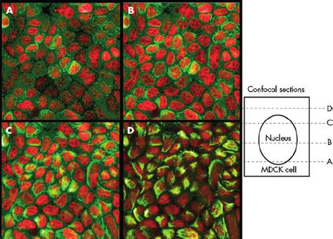 Apical Supranuclear Location Of Hephaestin Hp In Mdck Cells Confocal Download Scientific