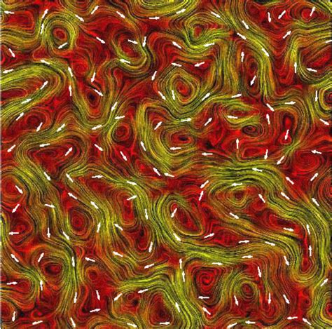 Cell Division Drives Collective Motion In Cell Monolayers Atlas Of