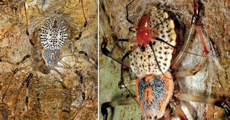 Why Does This Spider Bite Off Its GENITALS After Sex Scientists Have Just Found Out Mirror Online