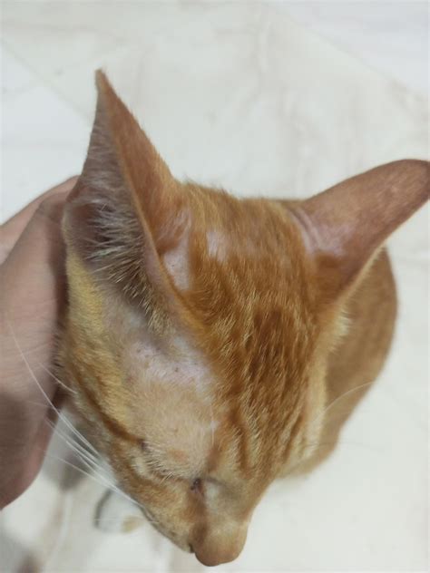 My Cat Has Bald Spots Rvet
