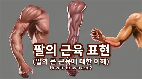 기본적인 팔 근육의 표현 오쌤인체해부학 Anatomy Teacher O How To Draw A Arm Youtube
