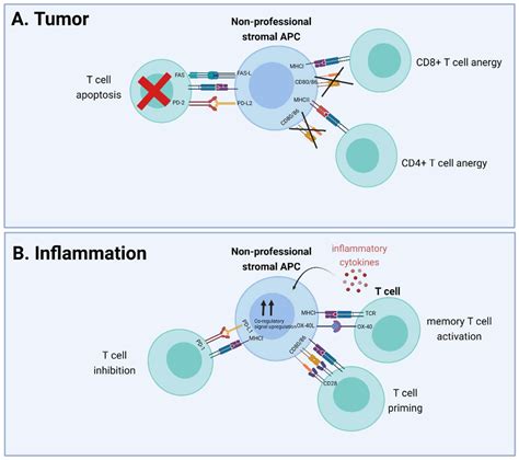 Cross Presentation Immunology