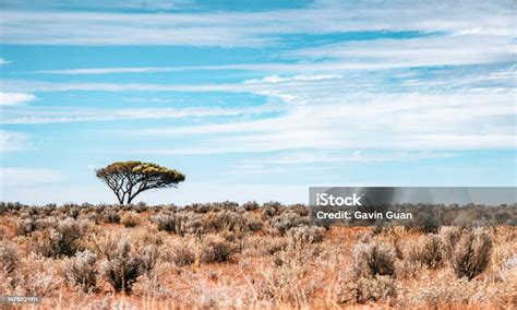 외로운 나무와 멋진 구름 풍경이 있는 맑은 하늘 아래 열대 초원이 있는 호주 아웃백의 장면 0명에 대한 스톡 사진 및 기타 이미지 0명 건조 기후 건조한 Istock