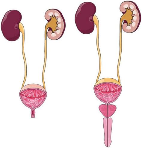 Toda Enfermeria Infeccion De Vias Urinarias