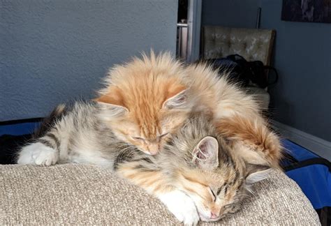 Snuggle Floofs Rfloof