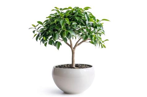 Premium Photo Tree In White Pot On White Background