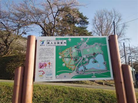 成瀬ダム広報班 on Twitter 成瀬ダム周辺の桜情報 国道13号から事務所へ向かう途中の横手市増田の真人公園の桜が咲き始めました