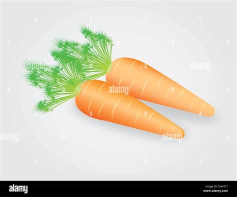 Carrot Leaf Carrot Stock Vector Images Alamy