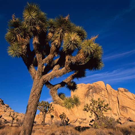 What Animals Eat Joshua Tree At Caitlyn Lavater Blog