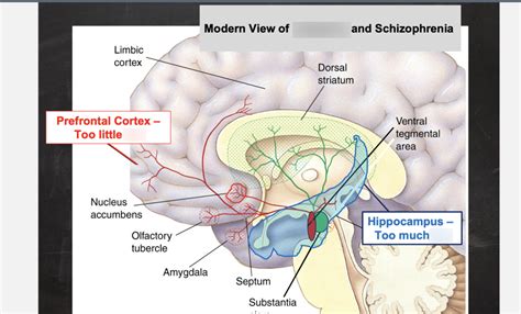 46 Diagram Quizlet