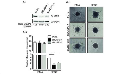 Dusp3 Downregulation Affects Huvec Spheroids Sprouting Ai Western