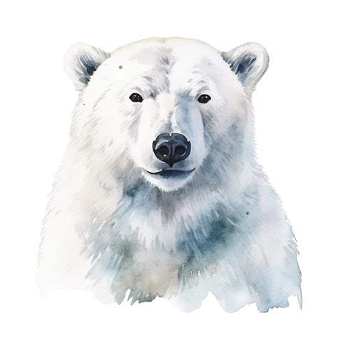 ألوان مائية الدب القطبي أبيض دب ألوان مائية Png صورة للتحميل مجانا