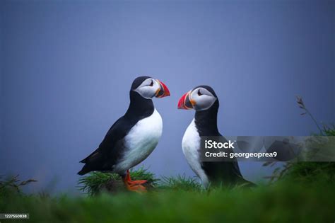 바다 절벽에 대서양 퍼핀 프라테르큘라 북극 아이슬란드의 바위에 퍼핀 일반적인 퍼핀 페로 섬 Auk 가족의 해조 아이슬란드 의 서쪽 피요르드 절벽 꼭대기에 새 초상화 귀여운에
