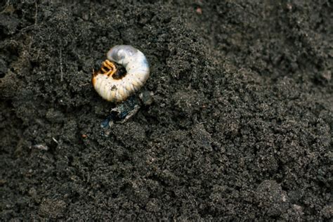 Lawn Grubs In Garden Beds Fasci Garden