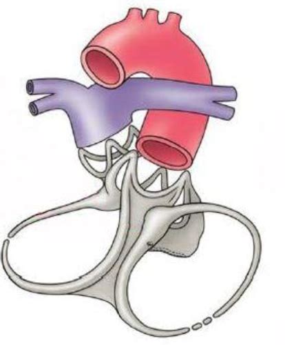 Biol 1693 Chap 3 Cvs Heart Flashcards Quizlet