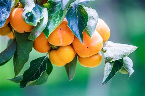 Persimmon Tree Identification Guide Minneopa Orchards
