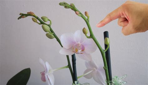 Що потрібно зробити щоб орхідея почала пускати нові гілки та гарно квітнути
