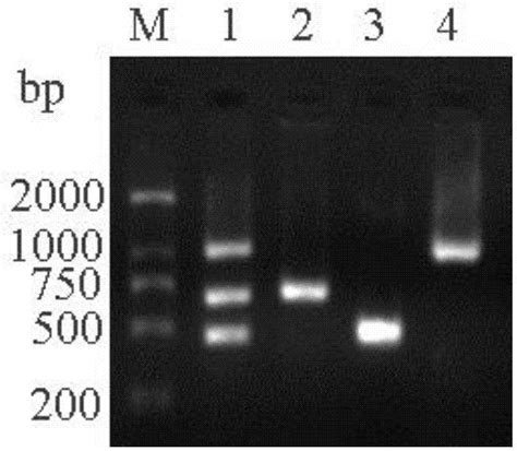 Pcr