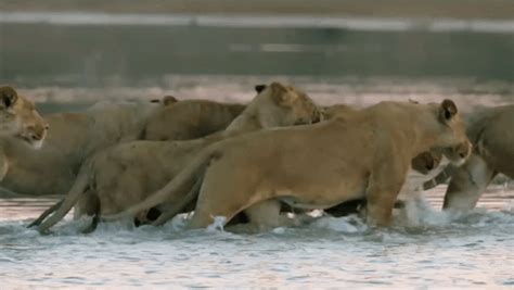 Lion Lioness  Lion Lioness African Lion Discover And Share S