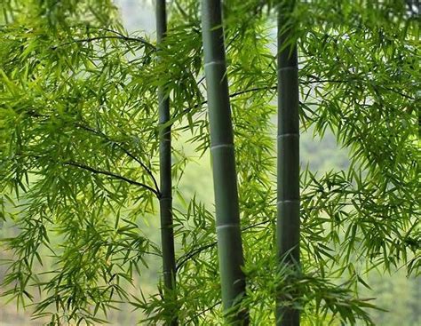 松竹图册 360百科