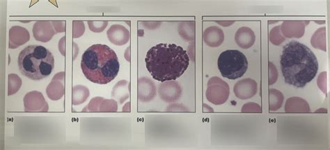 Granulocytes And Agranulocytosis Histology Slides Diagram Quizlet