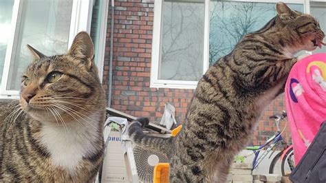 이제는 고양이들을 찐친 목록에 넣어야 하는 현대인이랍니다 Youtube