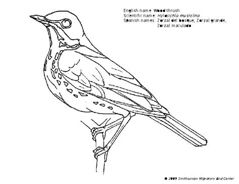 Kleurplaten Voor Volwassenen Om Te Printen En Te Kleuren 🎨