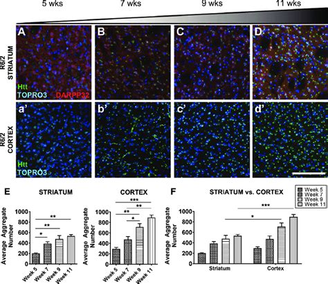 progressive mhtt inclusion body formation in cortex and striatum of