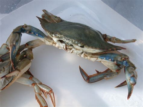 Adw Callinectes Sapidus Pictures