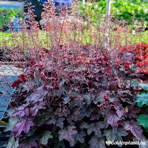 Хойхера Вилоса Сила на Слива