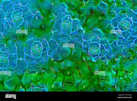 The Image Presents Stomata In Spathiphyllum Leaf Epidermis Photographed Through The Microscope