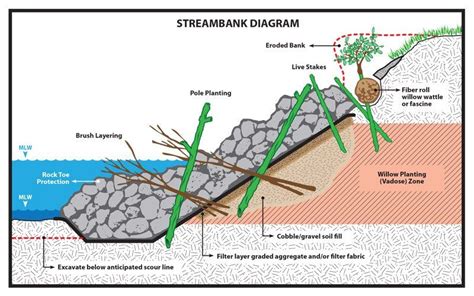 How To Bioengineering Materials Ernst Conservation Seeds Branch