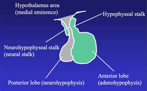 Hypothalamo Pituitary Axis Function Flashcards Quizlet