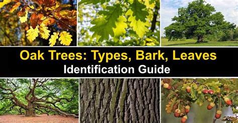 Types Of Oak Trees With Their Bark And Leaves Identification Guide Tree Identification Leaf