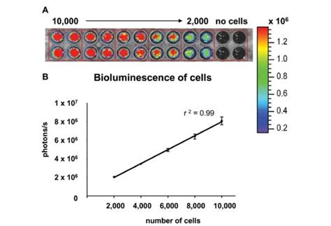 Chaselection D 荧光素钾盐在体外生物发光、体内活体成像的检测方法！ 知乎